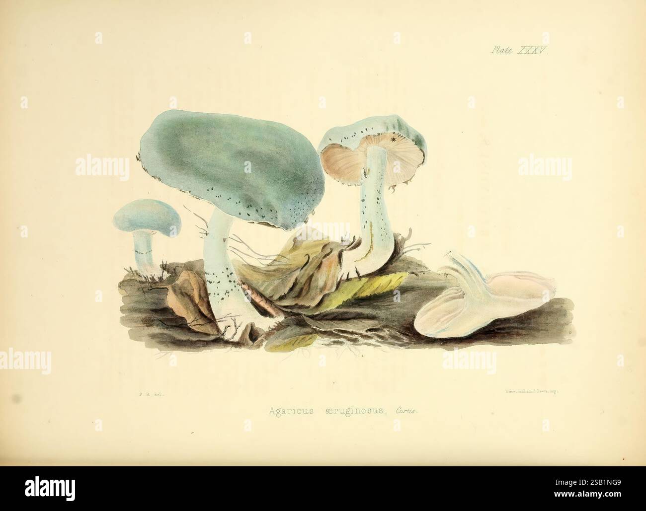 Agaricus angulosoides hi-res stock photography and images - Alamy