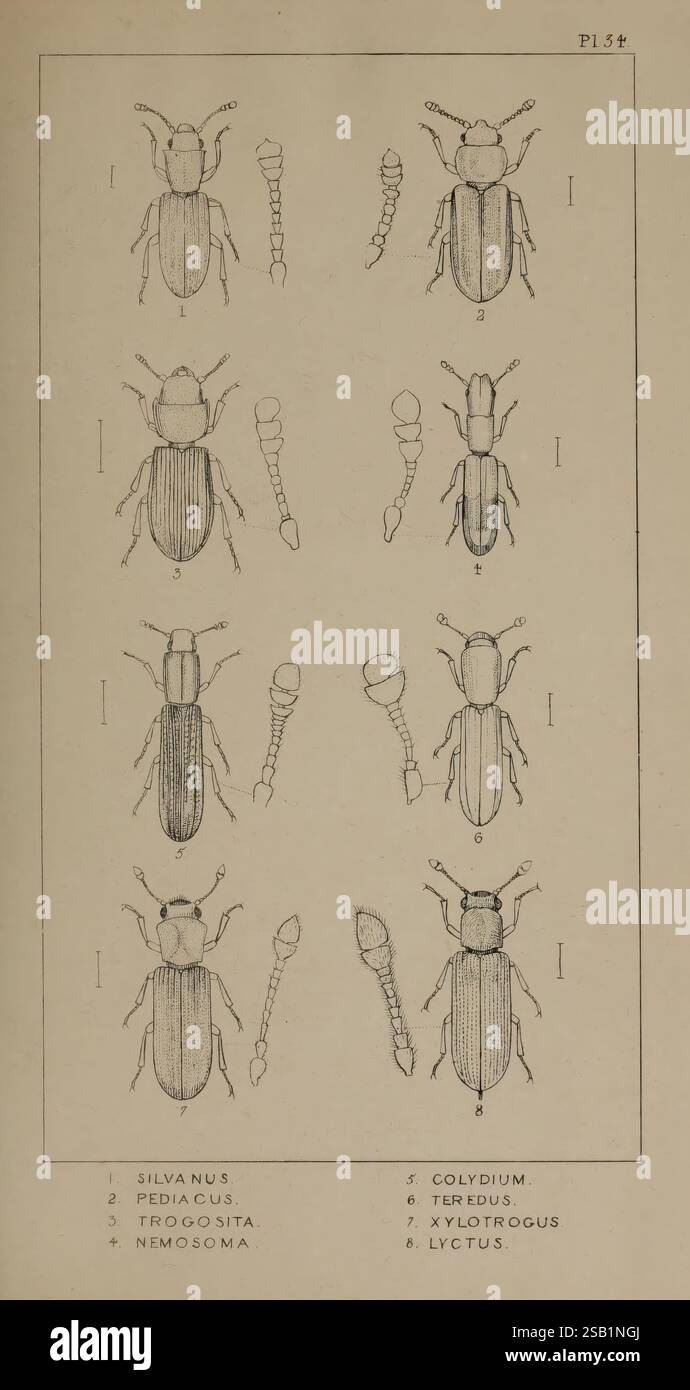 The British Coleoptera delineated, London, W. Crofts, 1840, beetles ...