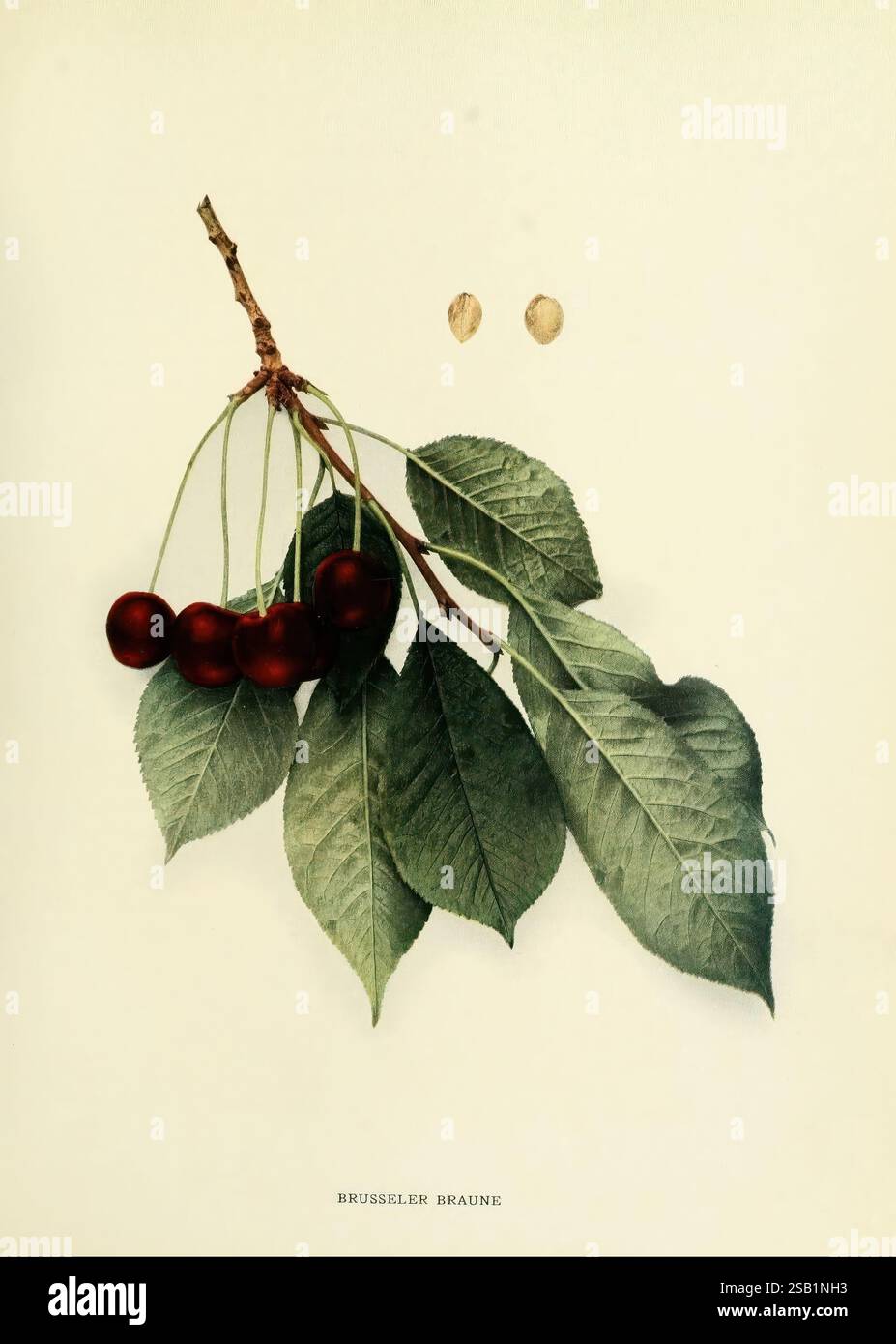 Two small cherry pits rest hi-res stock photography and images - Alamy