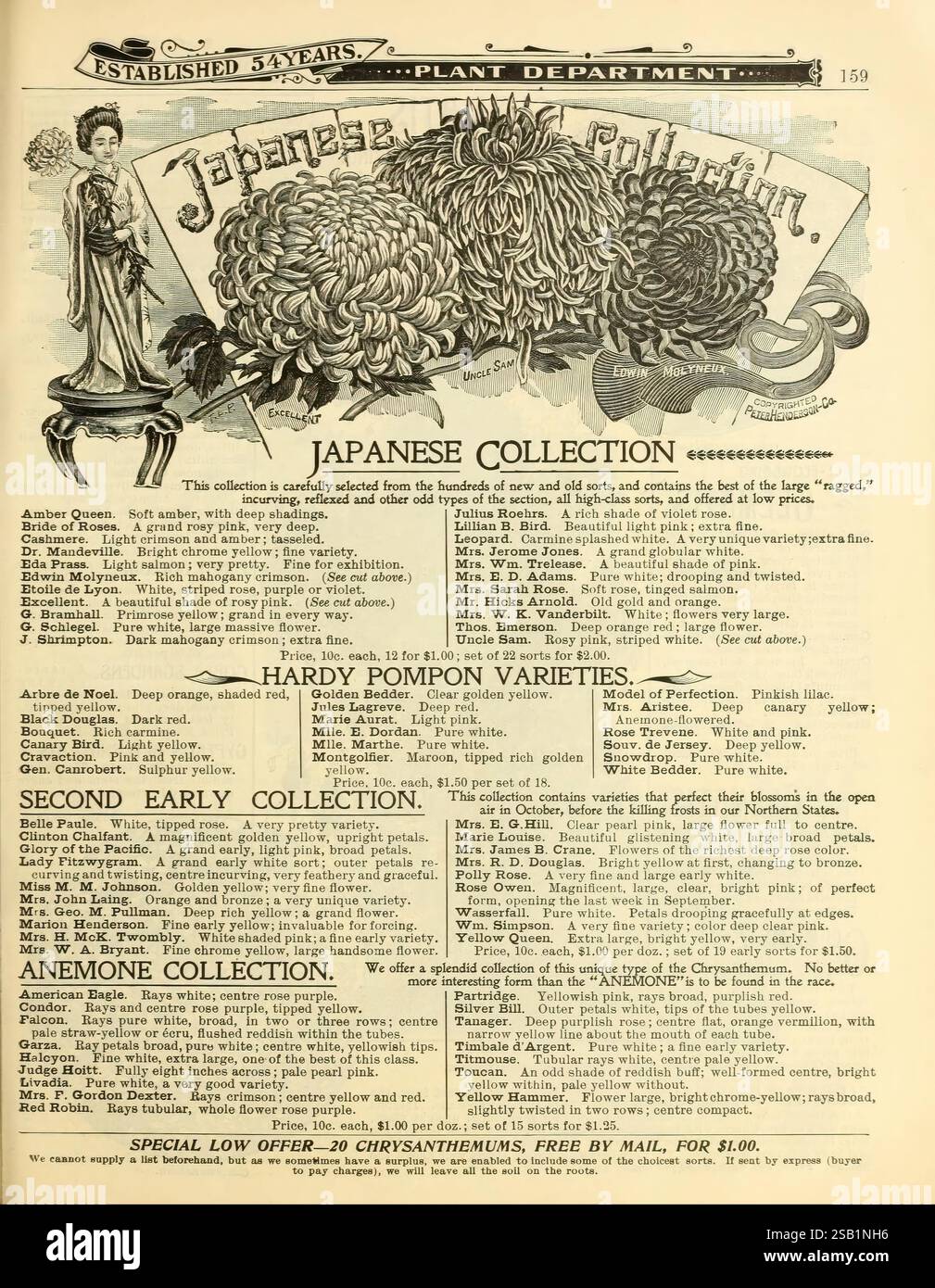 Hardy pompon varieties hi-res stock photography and images - Alamy