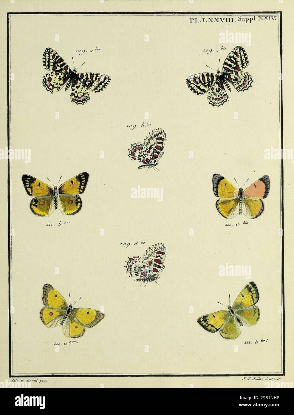 Two strikingly patterned butterflies hi-res stock photography and ...