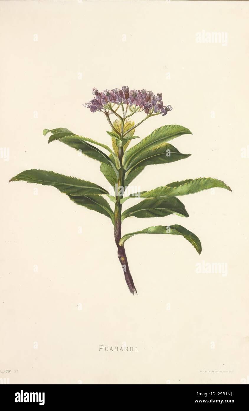 Indigenous flowers of the Hawaiian islands London, Sampson Low, Marston ...