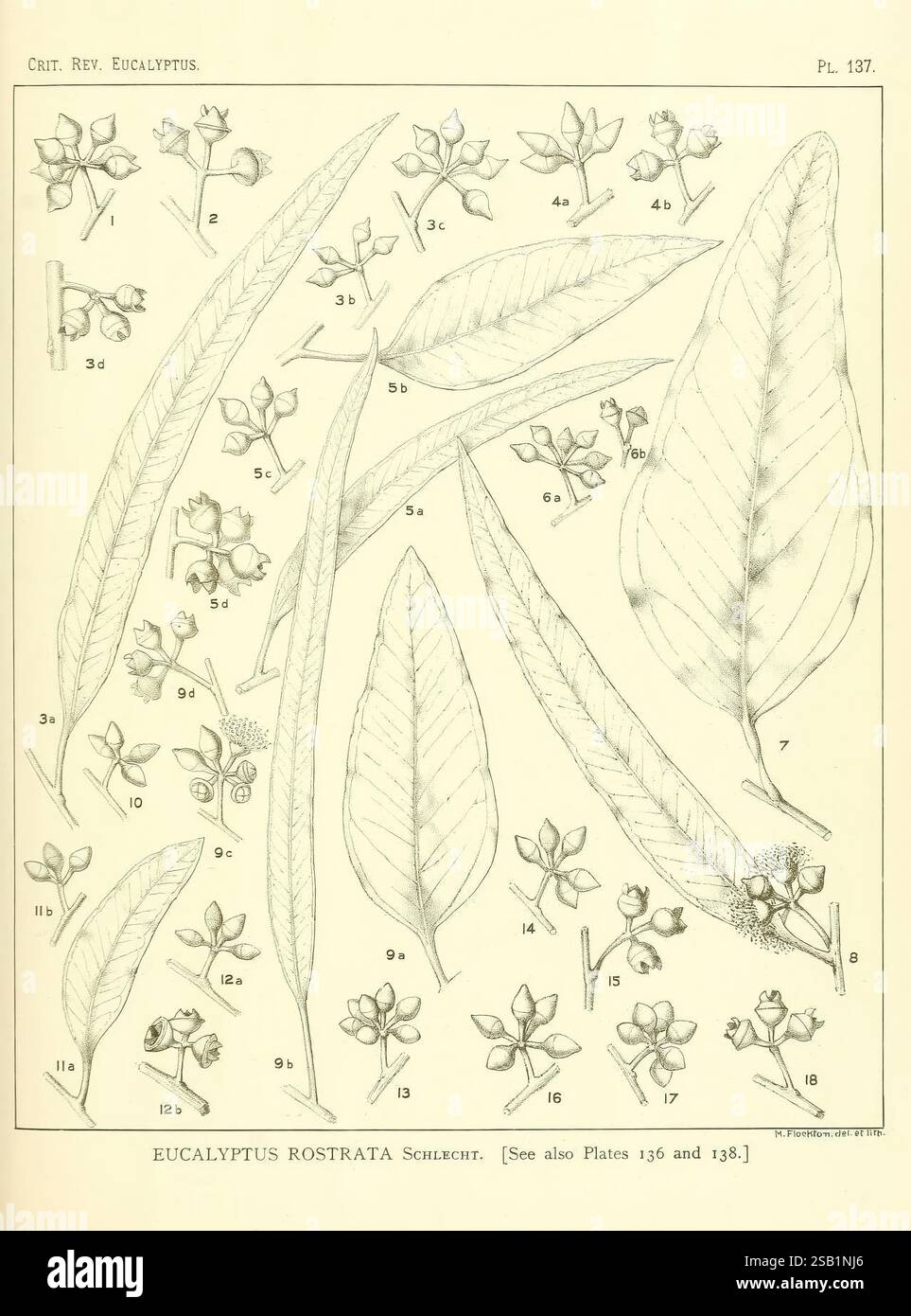 A critical revision of the genus Eucalyptus, Sydney, Gullick, 1903-1933 ...