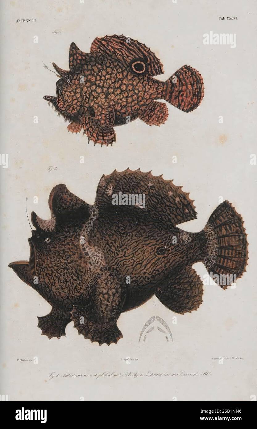 Elaborate markings across hi-res stock photography and images - Alamy