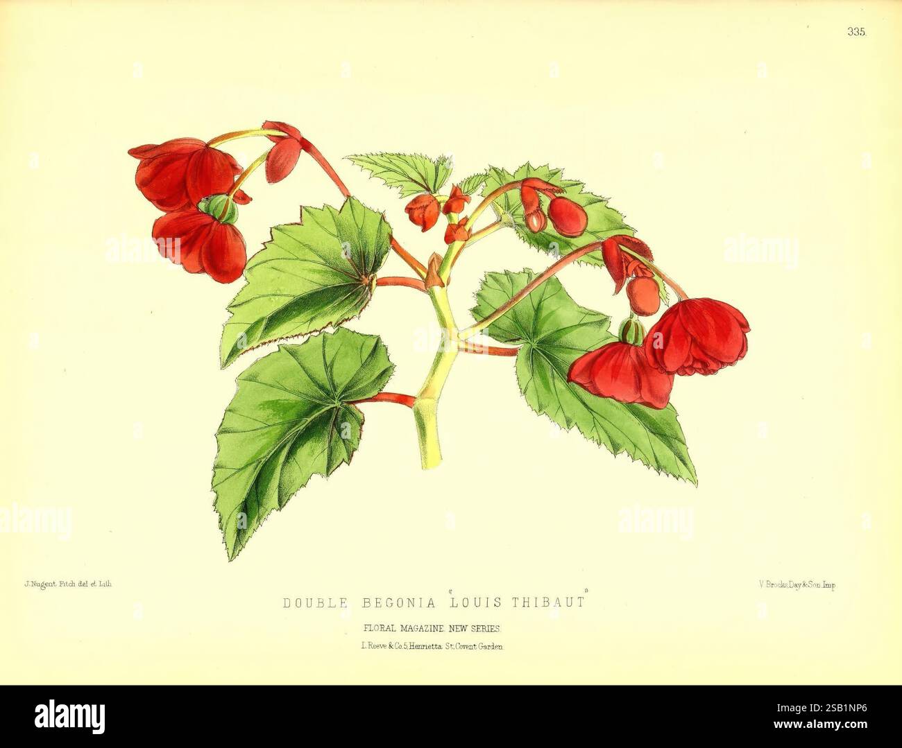 Begonia depicted hi-res stock photography and images - Alamy