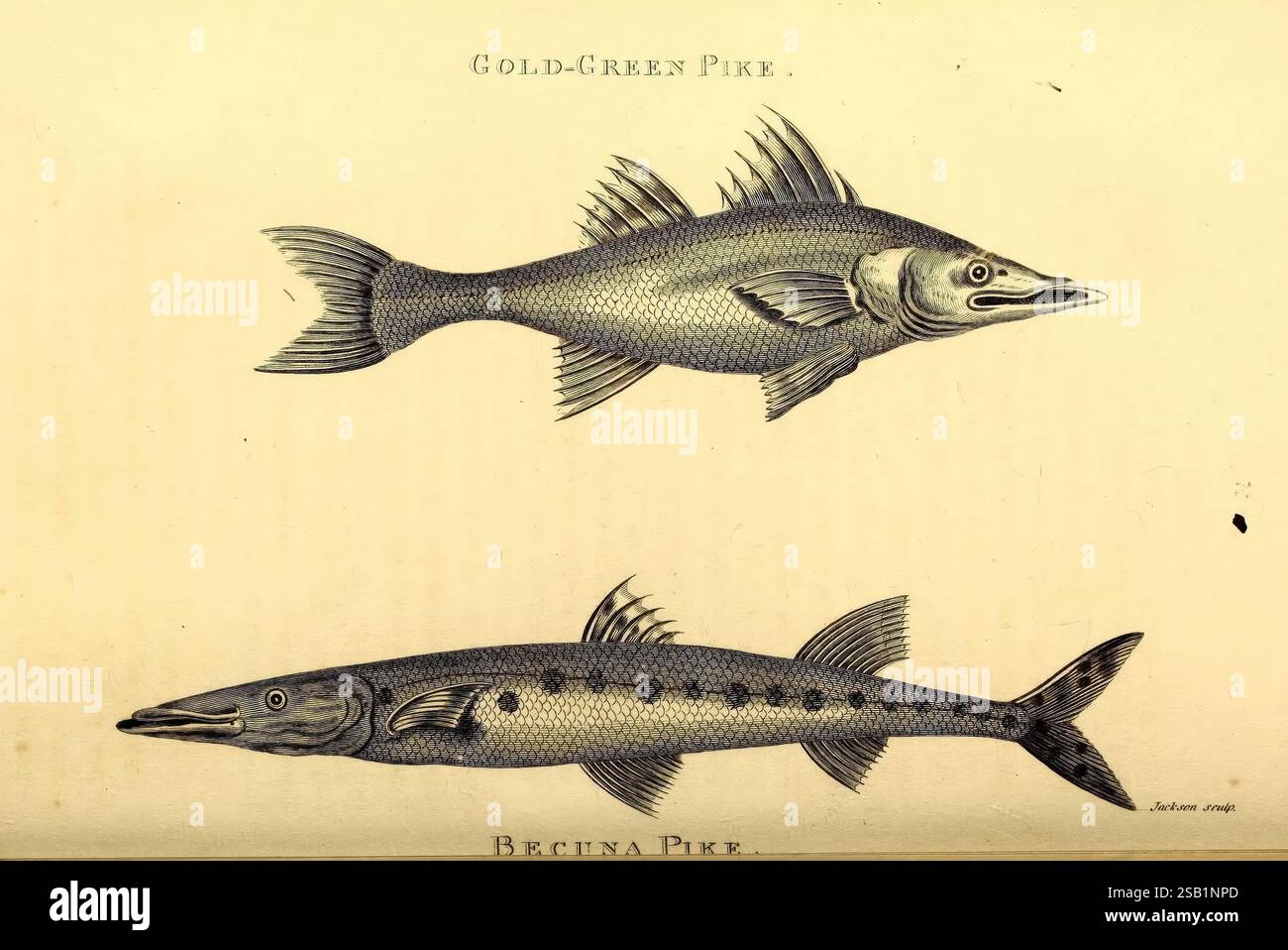 Oval shaped fish exhibits hi-res stock photography and images - Alamy