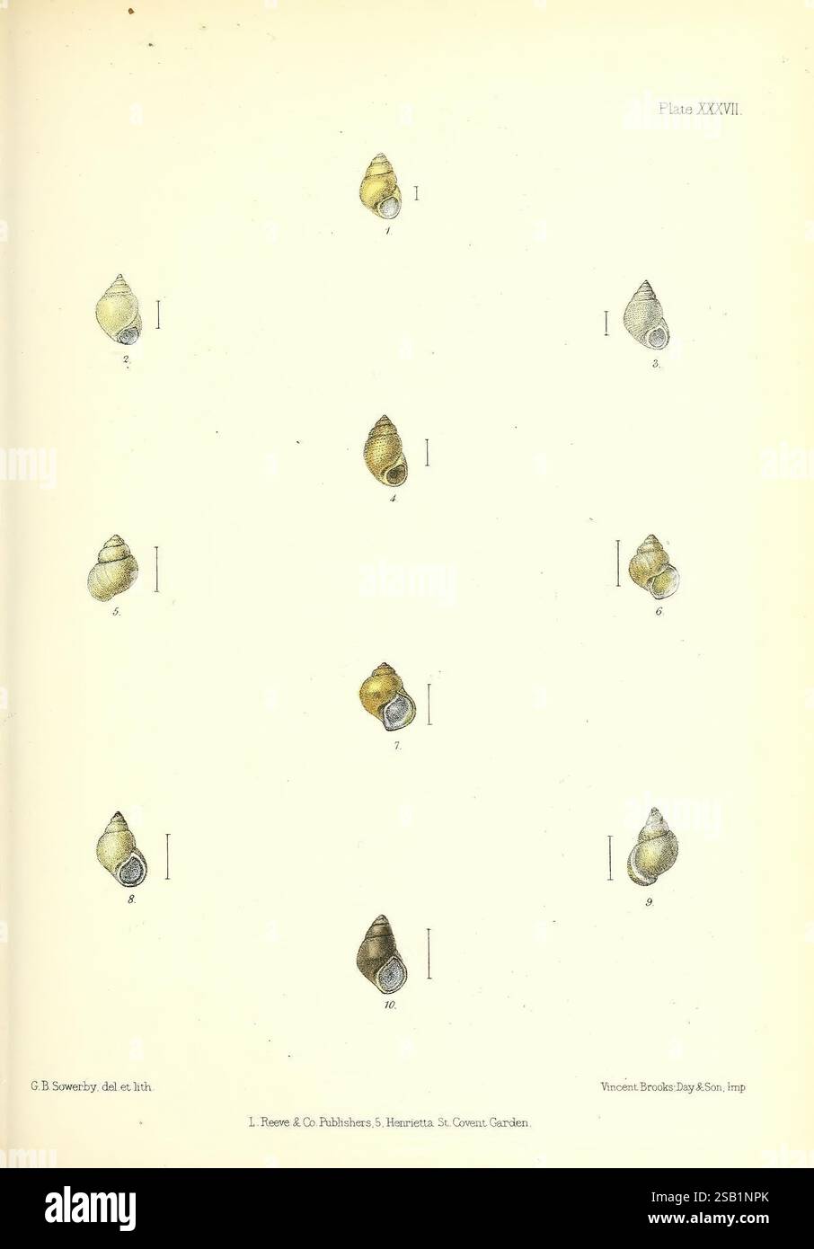 Conchologia Indica London L. Reeve & Co. 1876 India Mollusks Pictorial ...