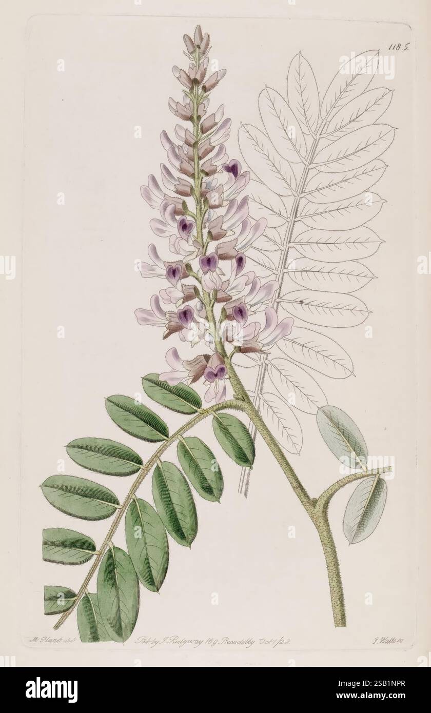 Multiple oval leaflets hi-res stock photography and images - Alamy