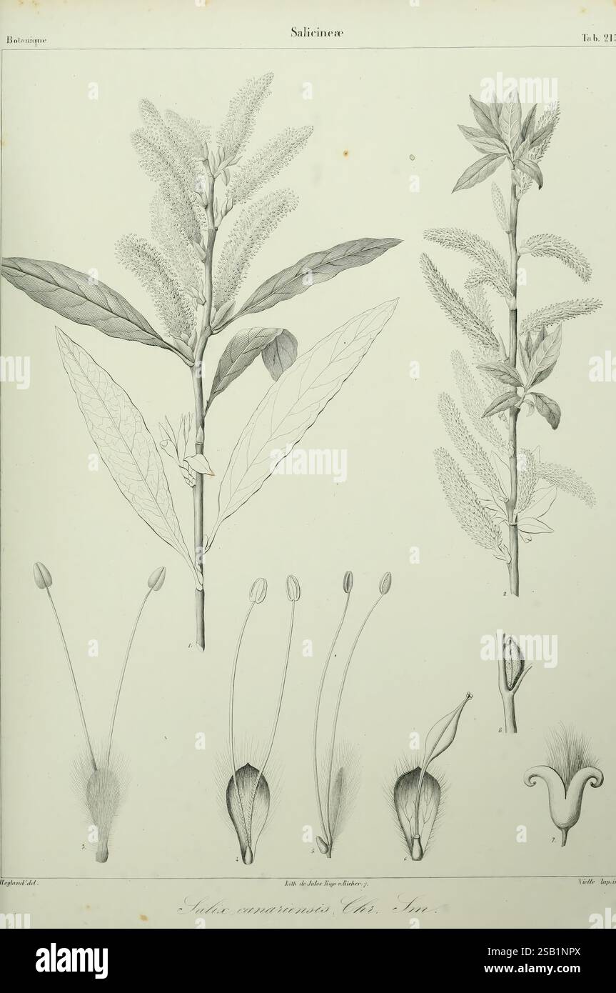 Histoire naturelle des Iles Canaries, Paris, Béthune, éditeur, 1836 ...