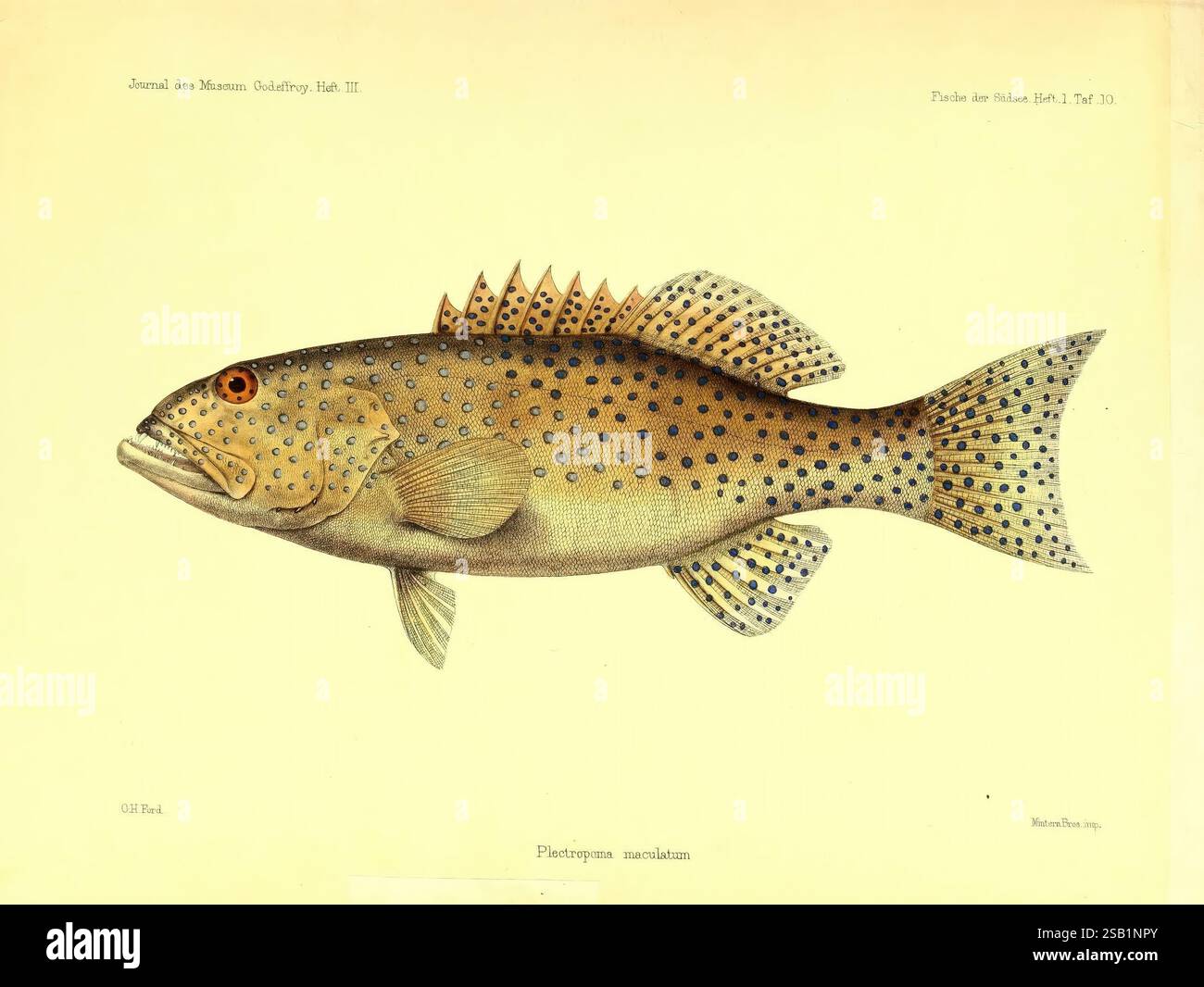 Numerous circular spots hi-res stock photography and images - Alamy