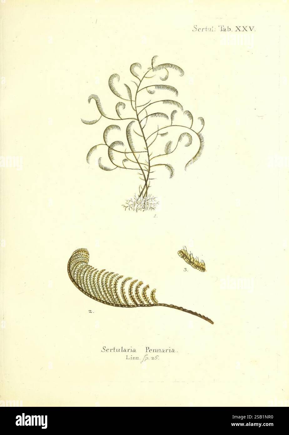 Sertularia pennaria hi-res stock photography and images - Alamy