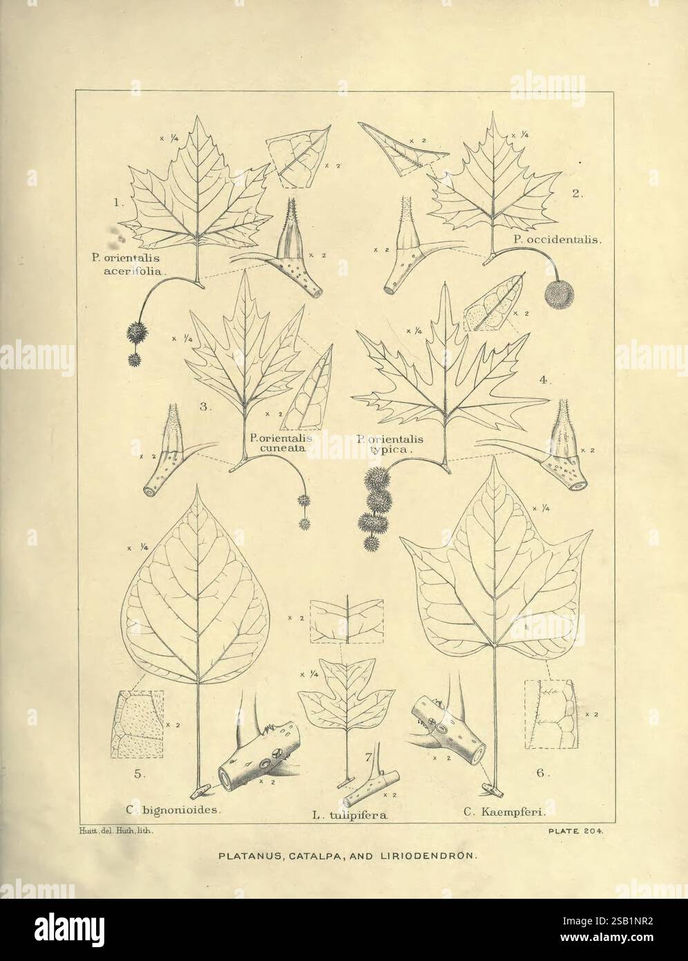 The, trees, of, Great, Britain, &, Ireland, Edinburgh, Priv. print ...