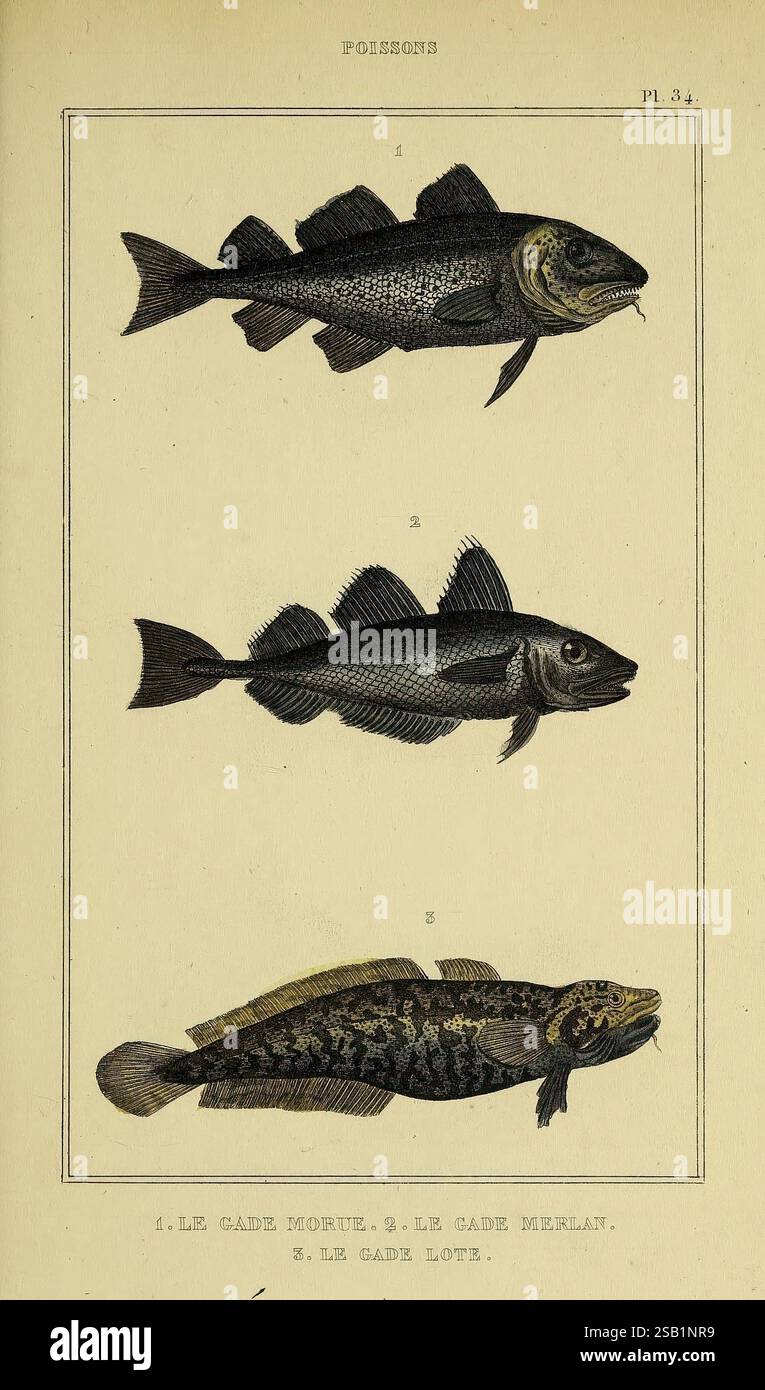 Oeuvres du comte de Lacépède, Paris, P. Duménil, 1836, natural history ...
