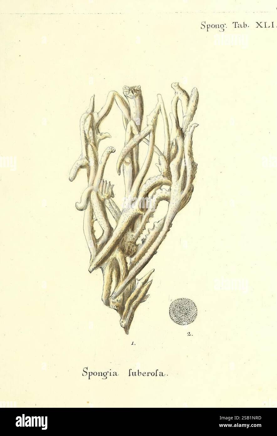 Die Pflanzenthiere in Abbildungen nach der Natur, Nürnberg, in der ...