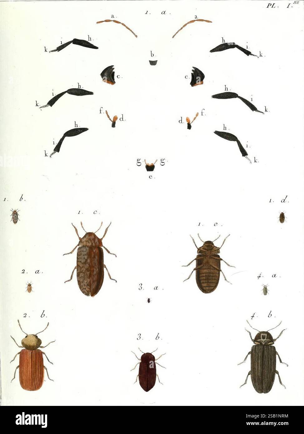 Entomologie ou Histoire naturelle des insectes, Paris, Imp. Baudouin ...