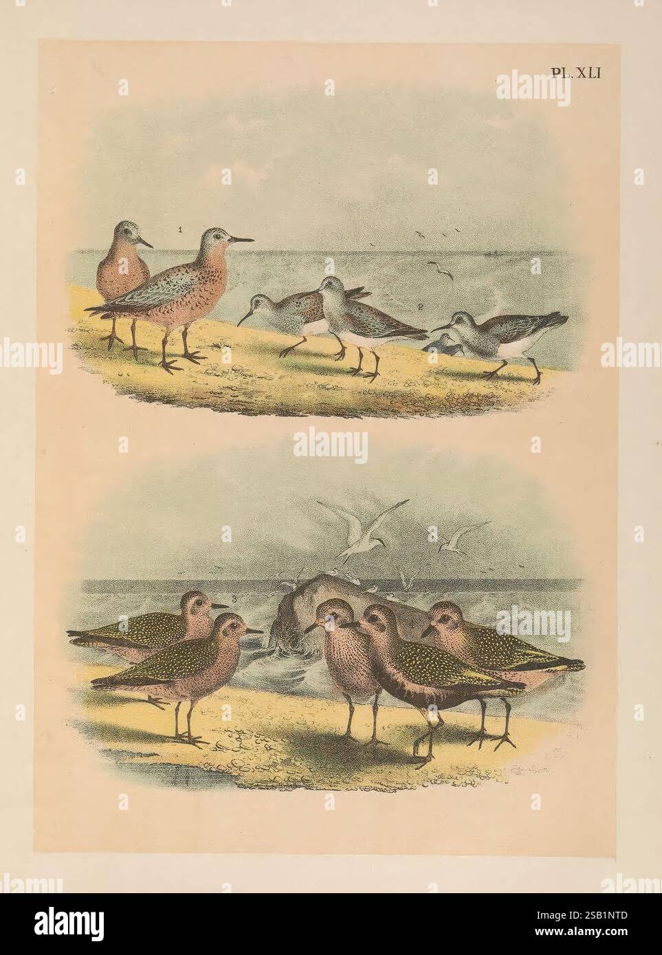 Two shorebirds forage hi-res stock photography and images - Alamy