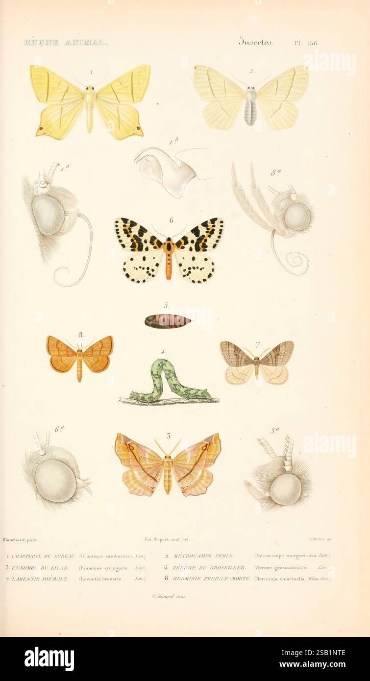 Forms within lepidoptera hi-res stock photography and images - Alamy