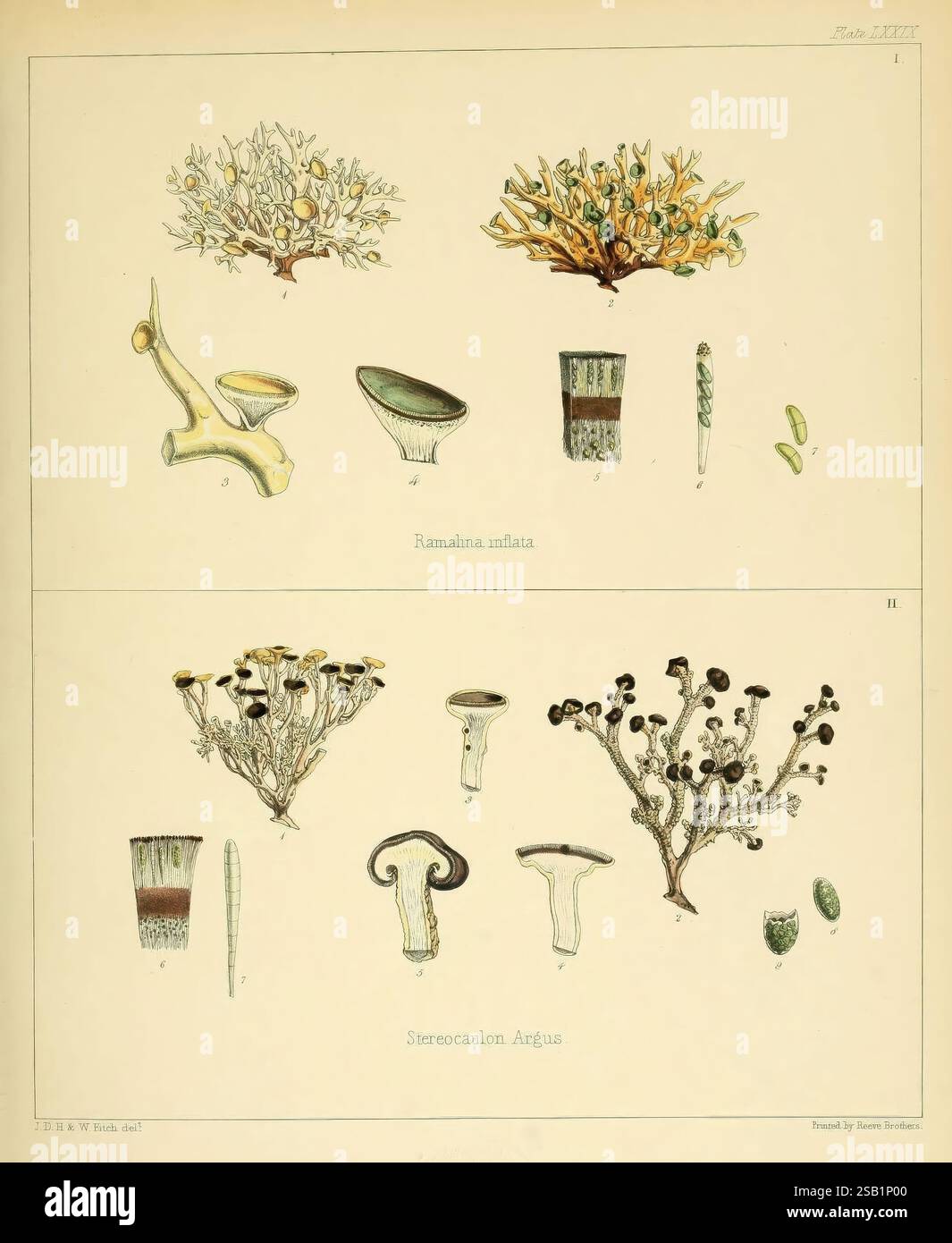 Ramalina species hi-res stock photography and images - Alamy
