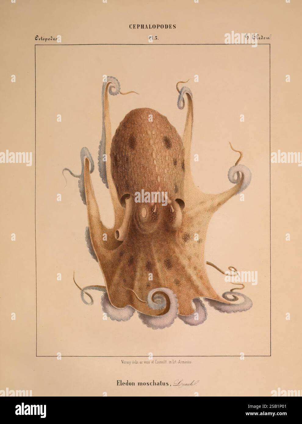Mollusques, Mediterranean, Ge, ACnes, Impr, des sourds-muets, 1851 ...