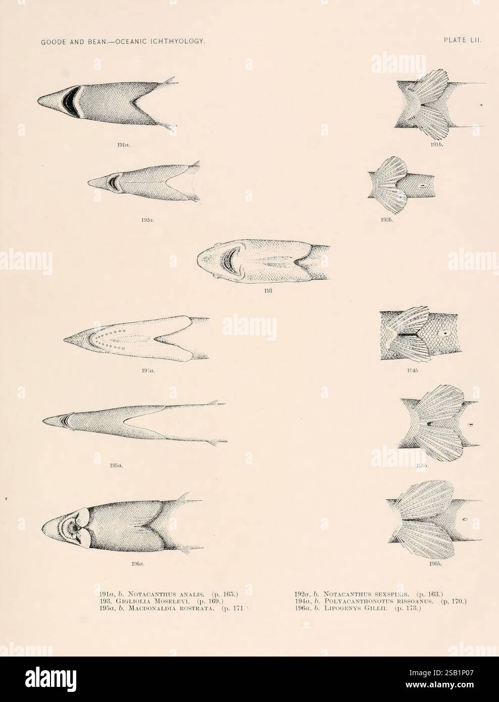 Includes detailed anatomical sketches hi-res stock photography and ...