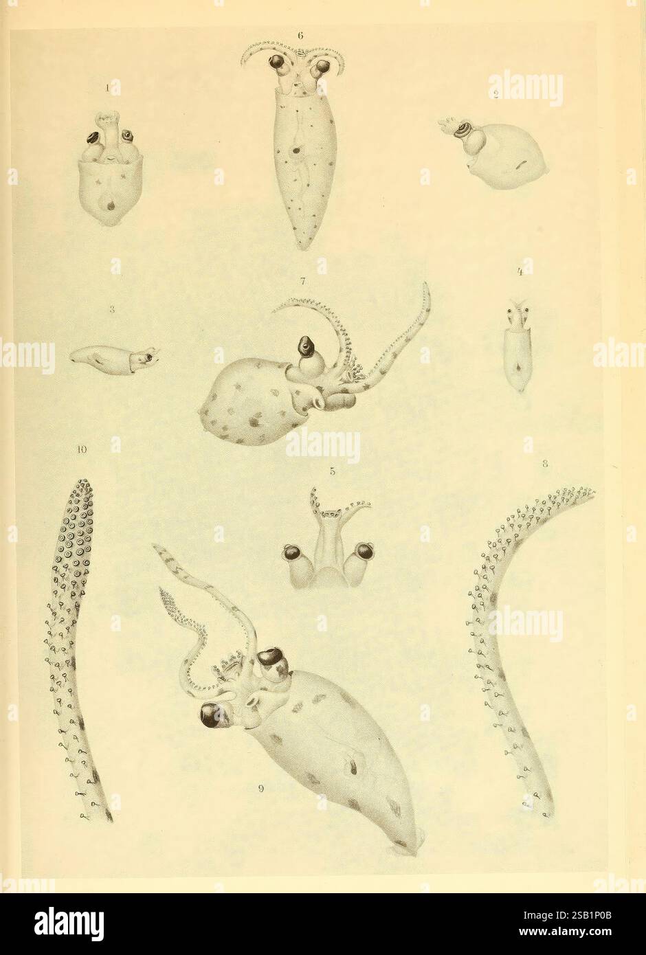 Shading depict textures hi-res stock photography and images - Alamy