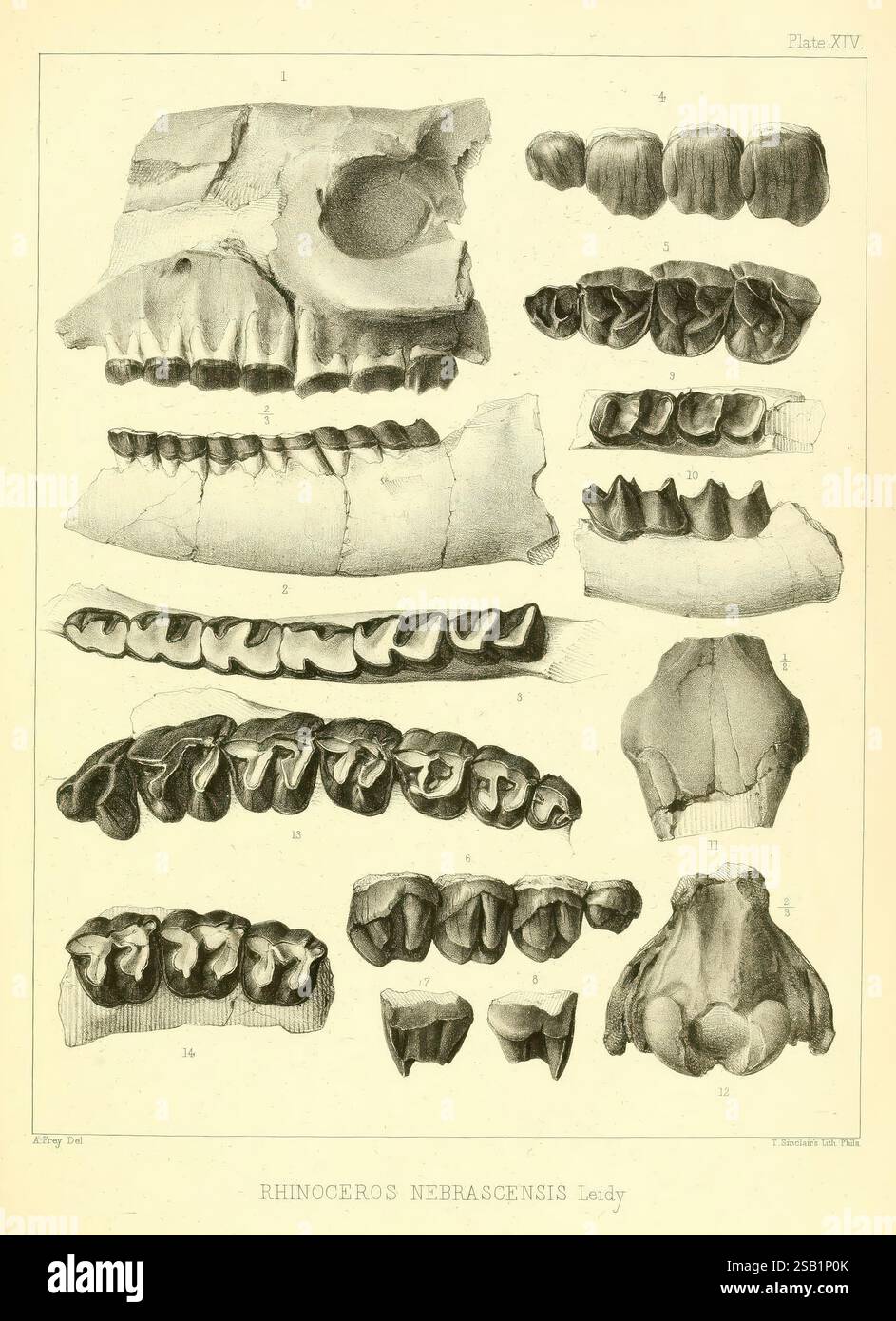 The ancient fauna of Nebraska: Washington, 1853. Nebraska, Paleontology ...