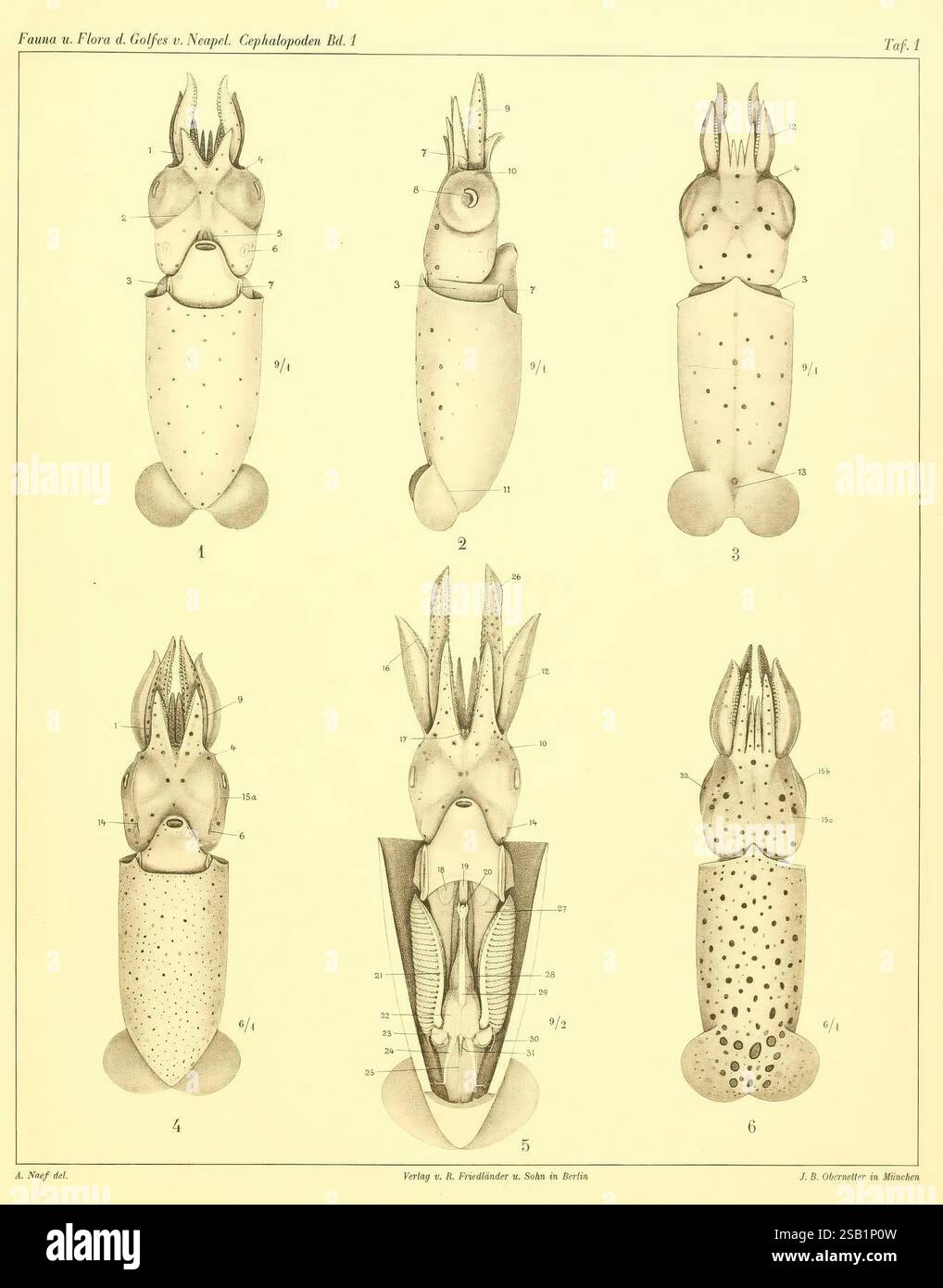 Die Cephalopoden, I. Teil, Berlin, R. Friedländer & Sohn, 1921-1928 ...