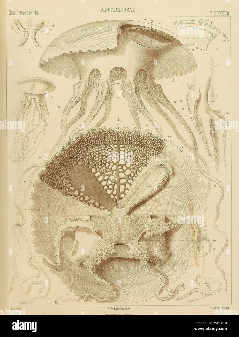 Himantostoma lorifera hi-res stock photography and images - Alamy