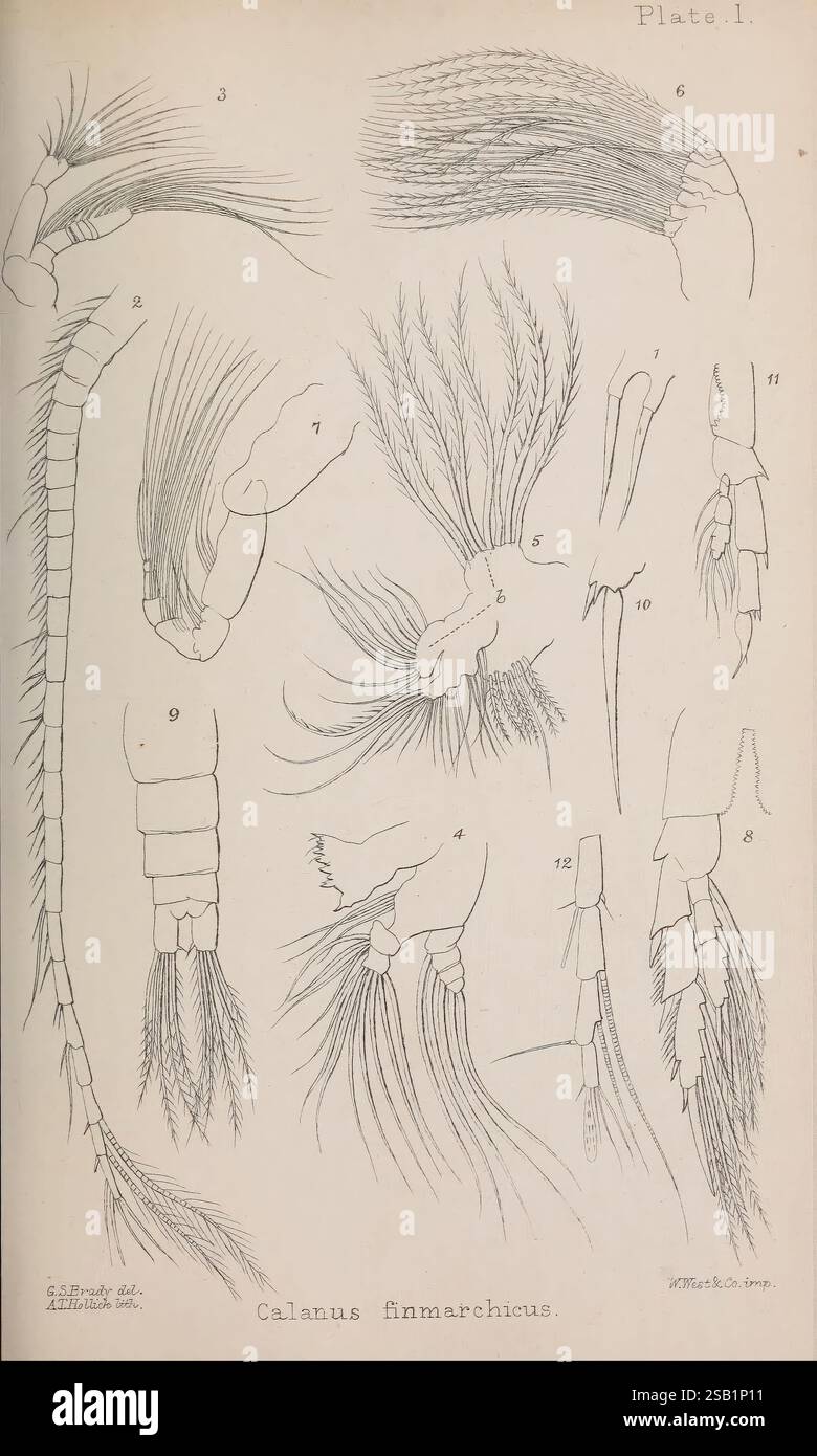 Detailed illustration features various anatomical structures hi-res ...