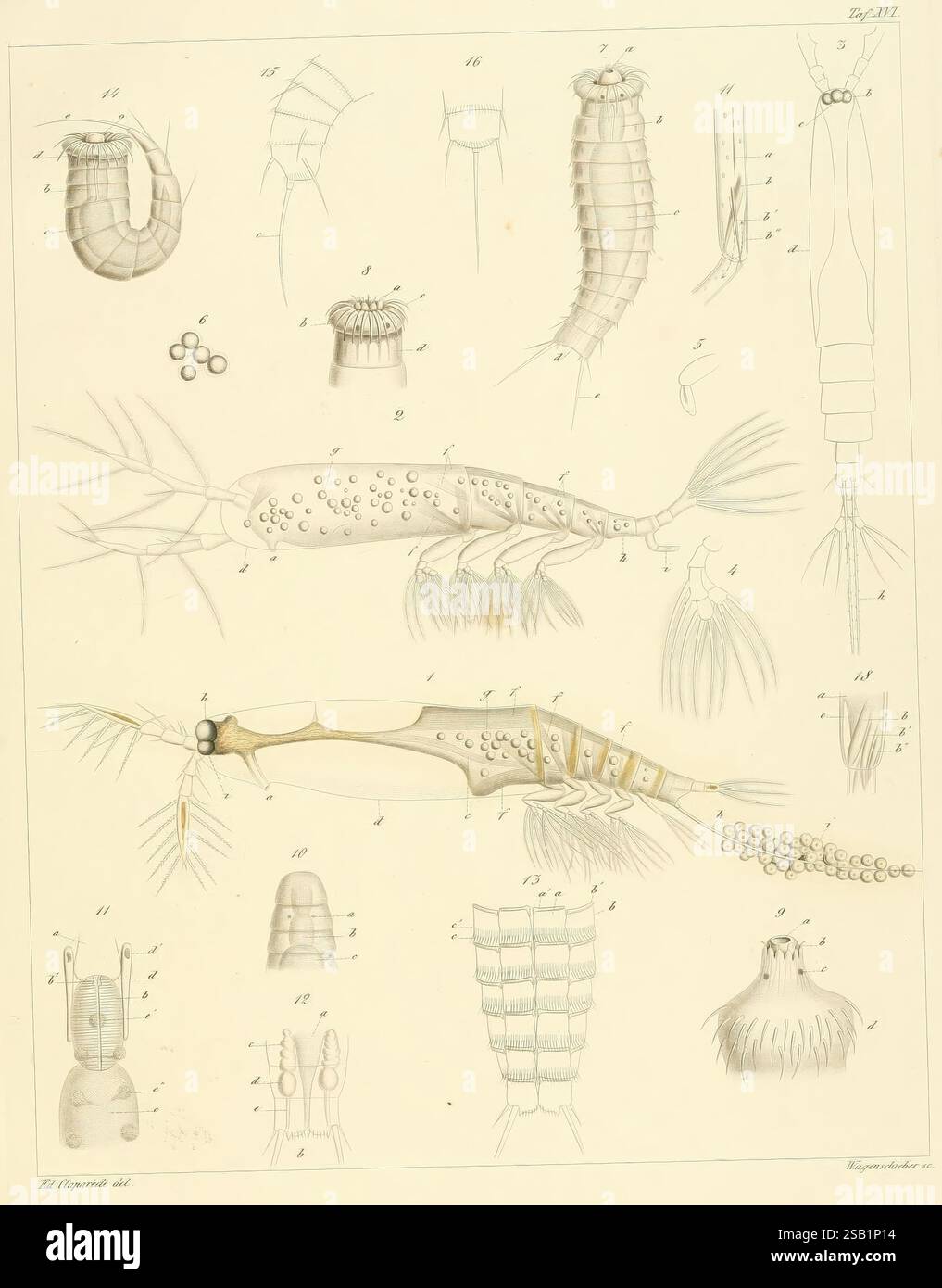 Top section displays several tiny organisms hi-res stock photography ...