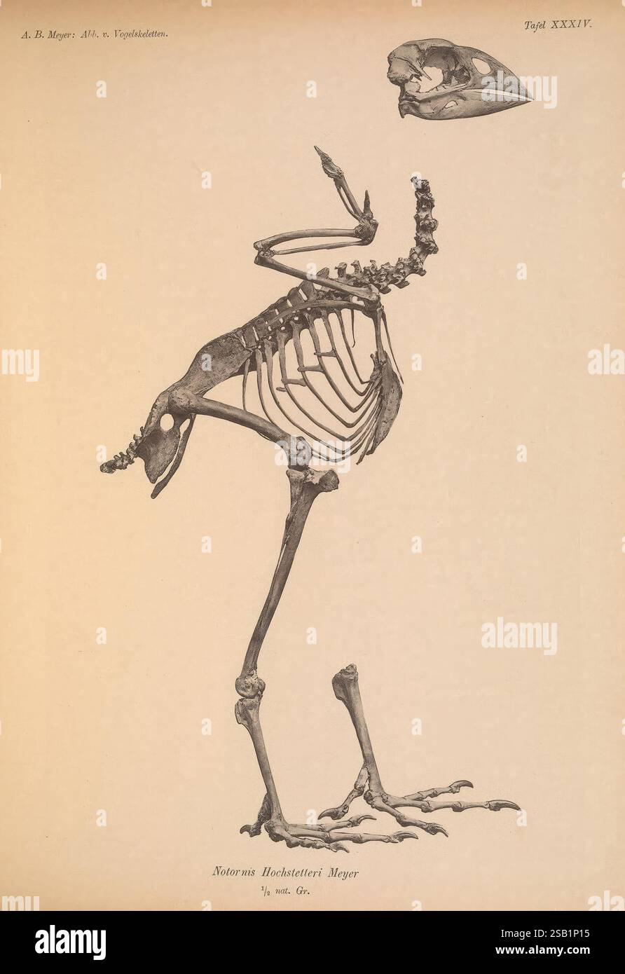 Abbildungen von Vogel-Skeletten, Berlin, 1879-1897, birds, anatomy, A ...
