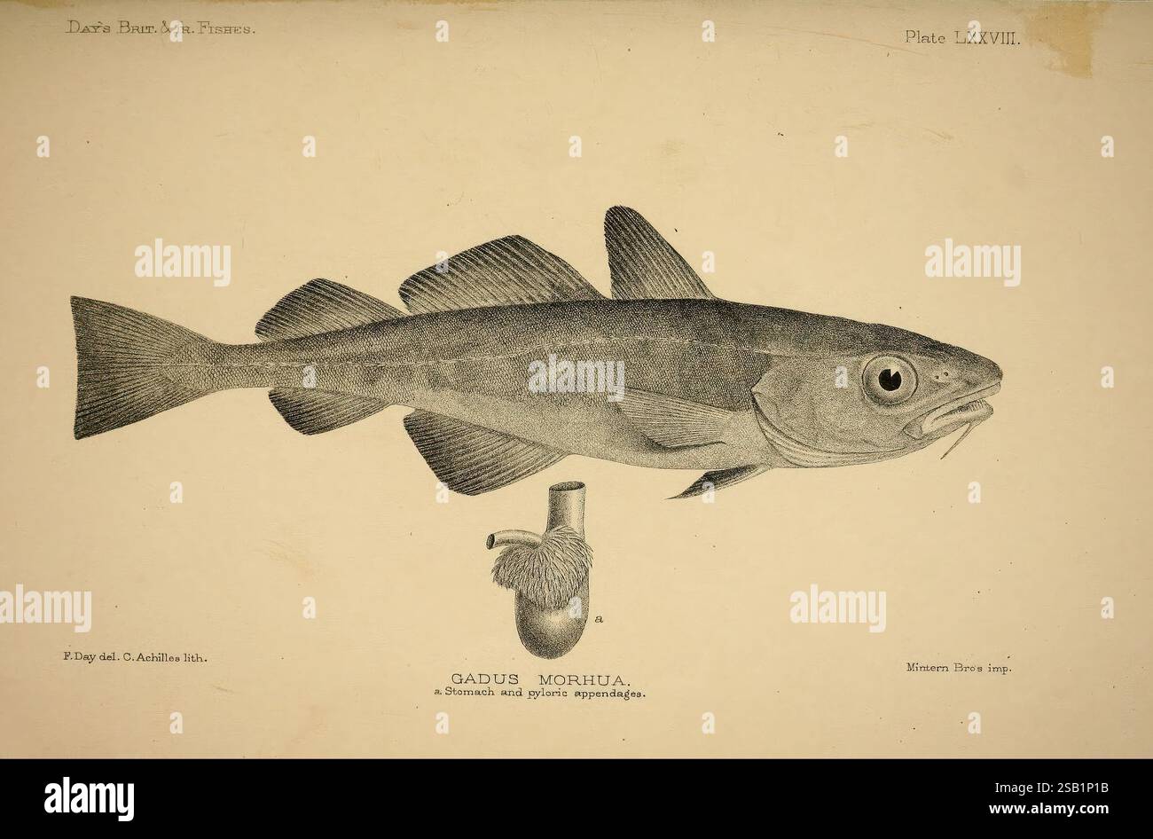 The fishes of Great Britain and Ireland Edinburgh Williams and Norgate ...