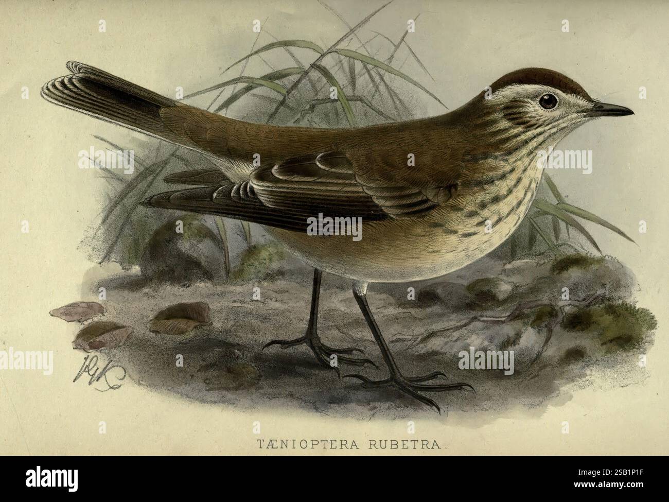 Bright rusty crown hi-res stock photography and images - Alamy