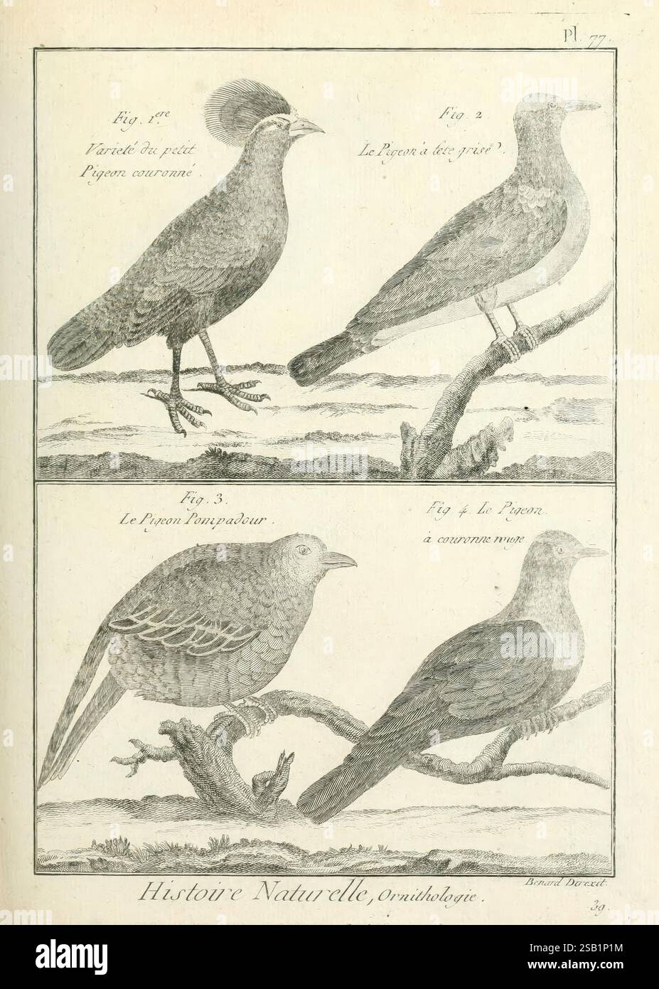 Rightmost bird labeled hi-res stock photography and images - Alamy