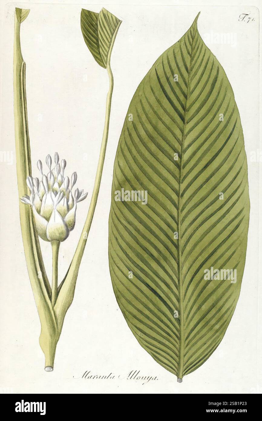 Morunga plant hi-res stock photography and images - Alamy