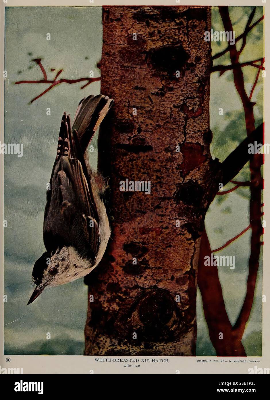 Nuthatch displays hi-res stock photography and images - Alamy