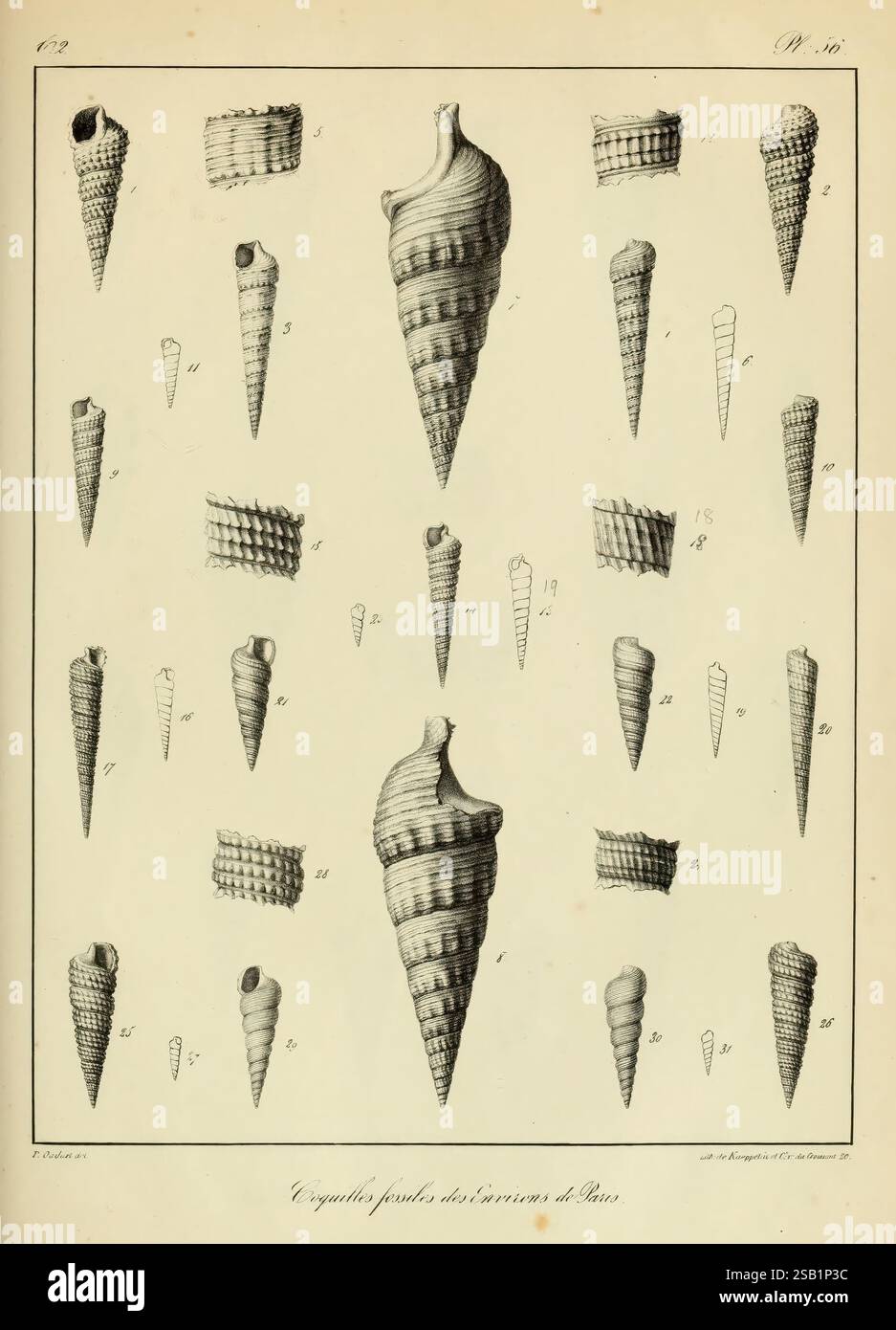 Description des coquilles fossiles des environs de Paris, Paris, L ...