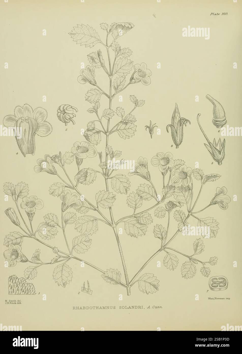Illustrations of the New Zealand Flora Wellington John Mackay Govt ...