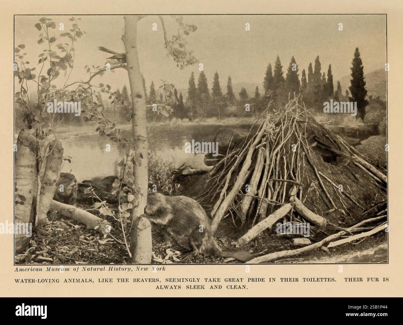 Prominent beaver lodge hi-res stock photography and images - Alamy