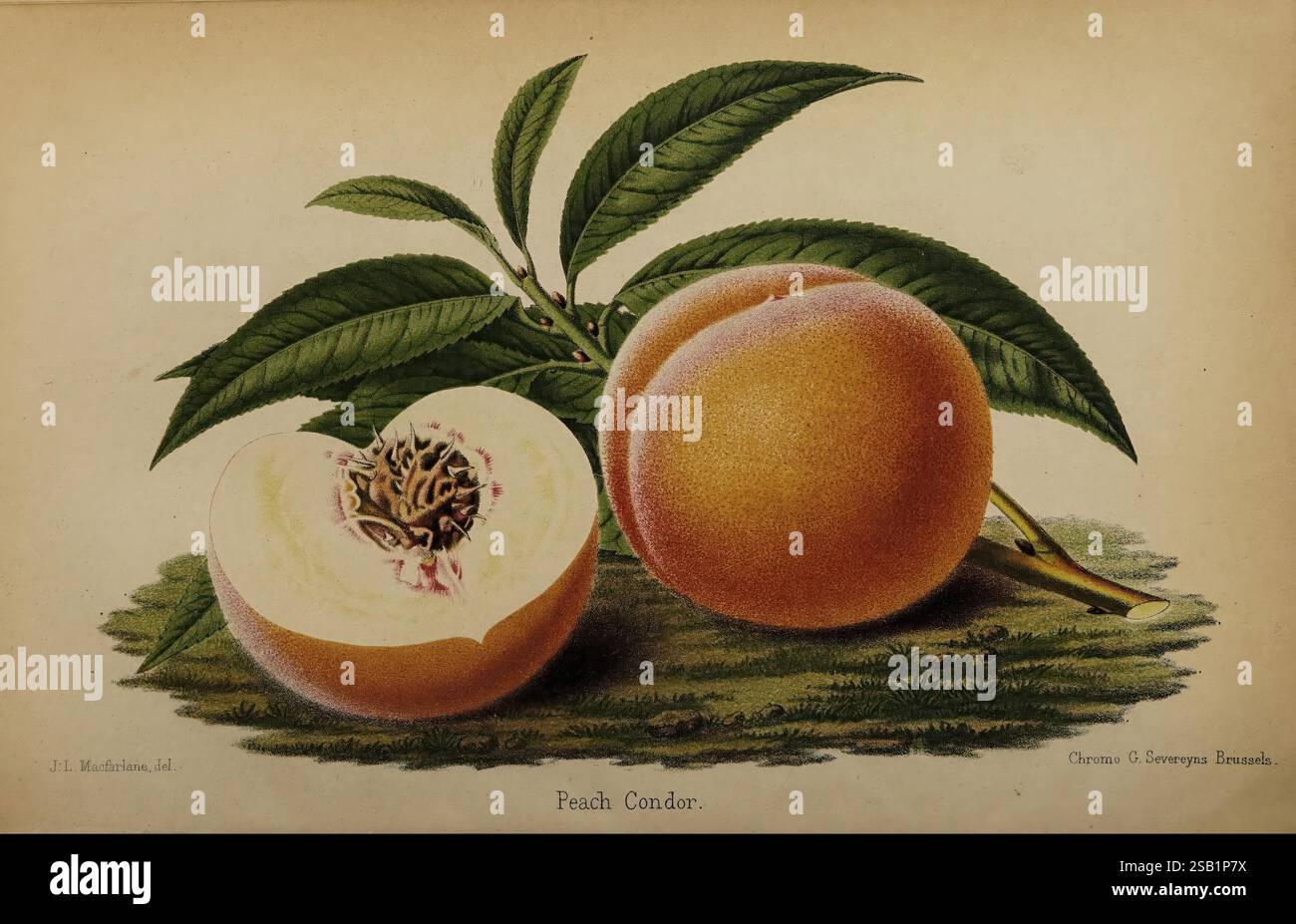 Soft peach background features hi-res stock photography and images - Alamy