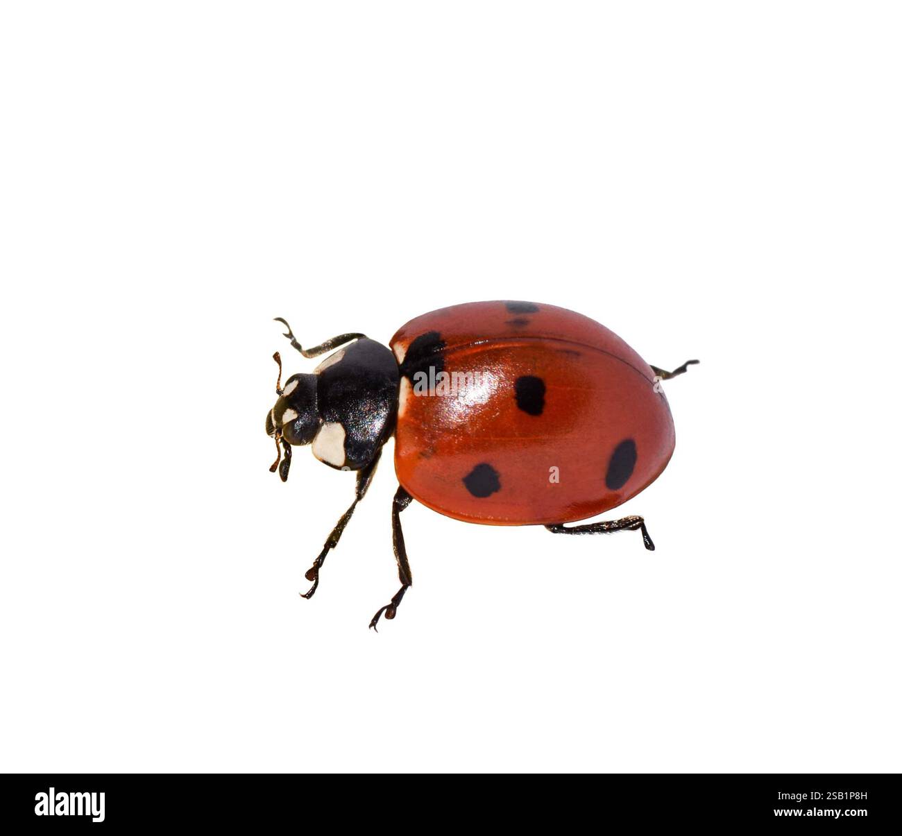 Top side closeup macro view of red ladybug isolated cutout on white ...