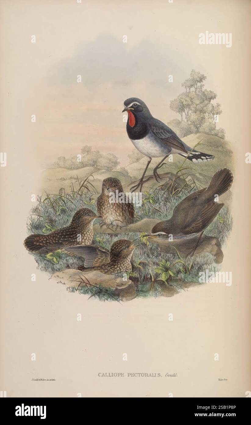 Calliope pictoralis hi-res stock photography and images - Alamy