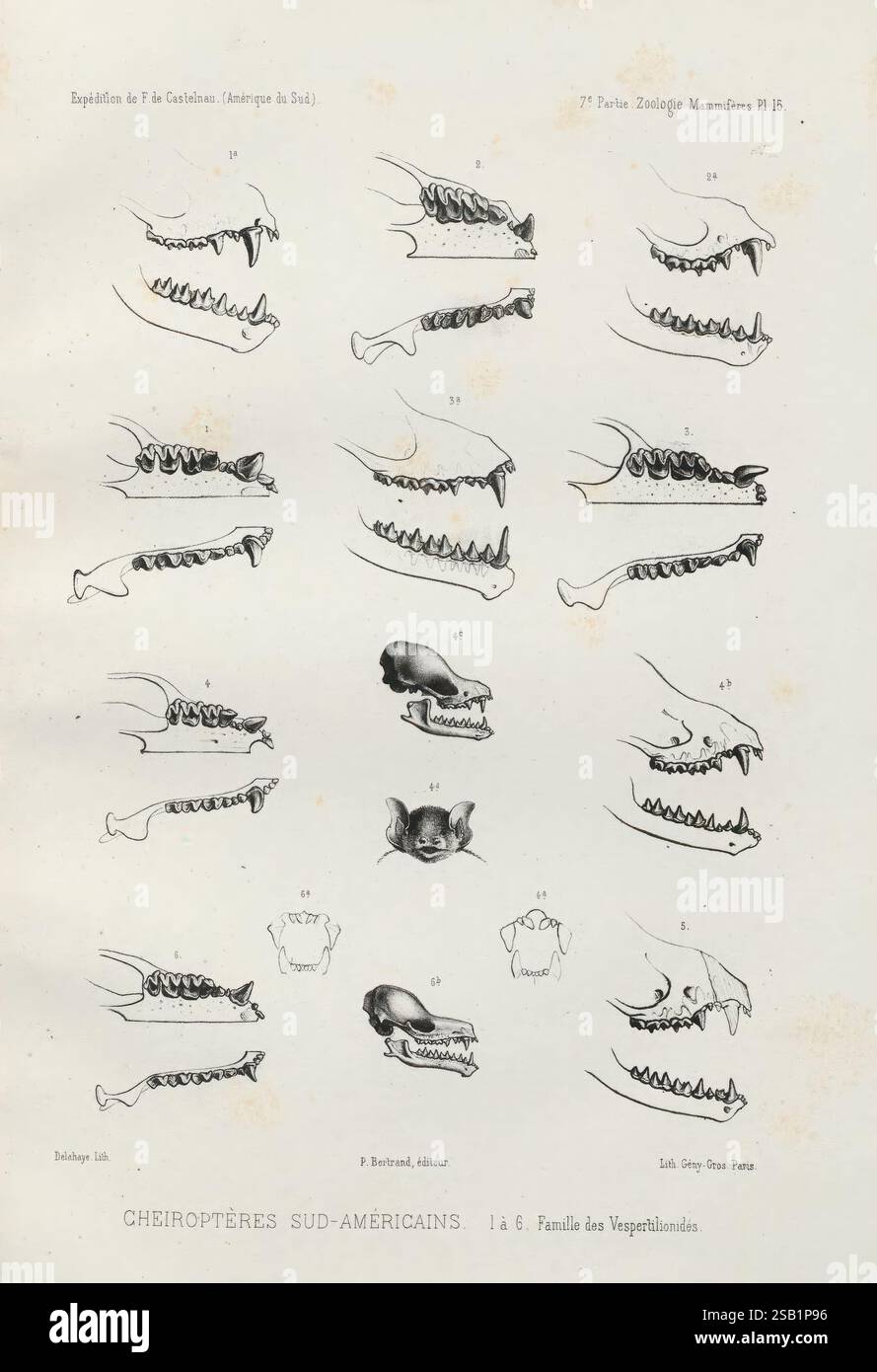 1850 1859 bats taxonomy hi-res stock photography and images - Alamy