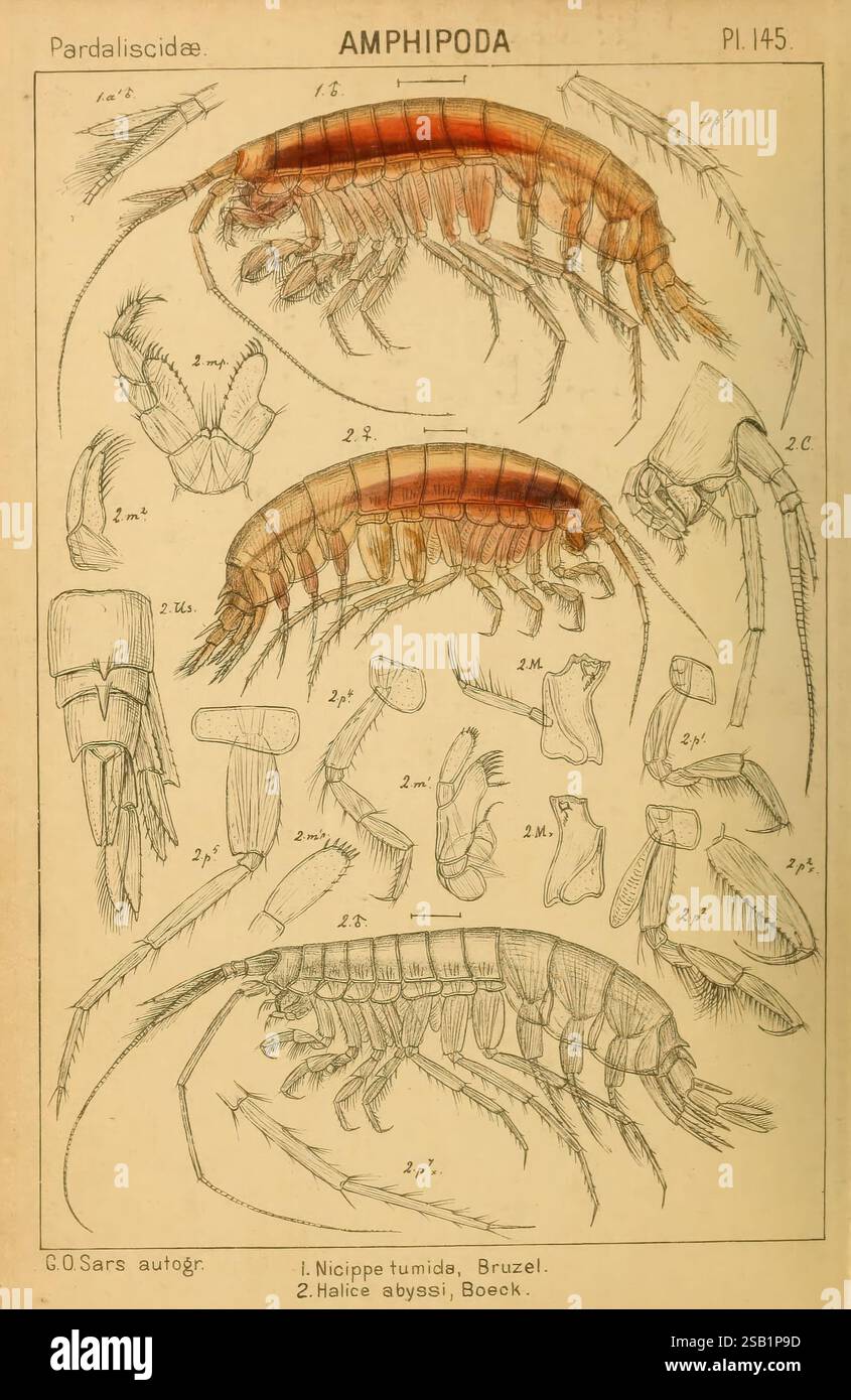 An account of the Crustacea of Norway, Christiania, A. Cammermeyer ...
