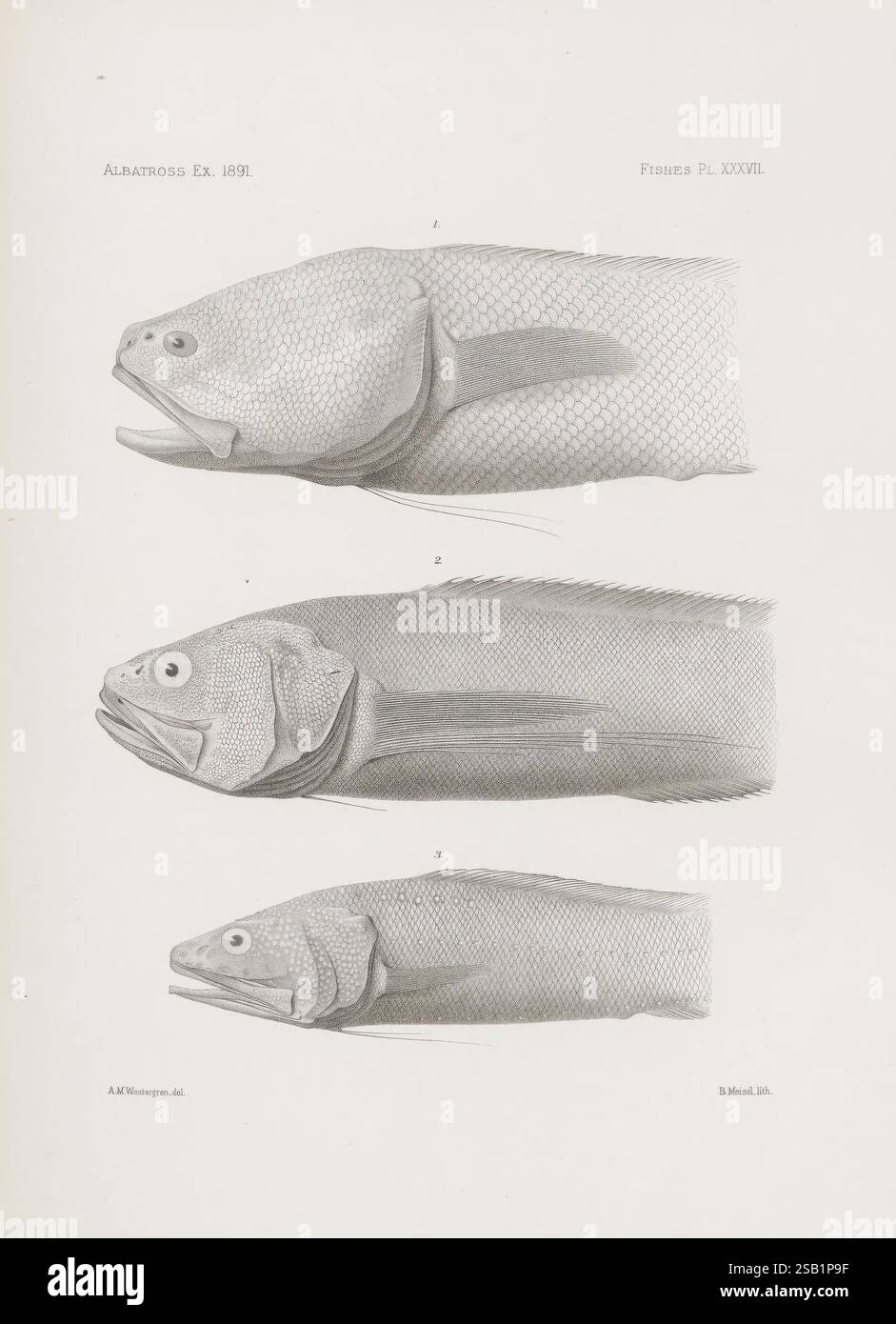 Fishs belly hi-res stock photography and images - Alamy