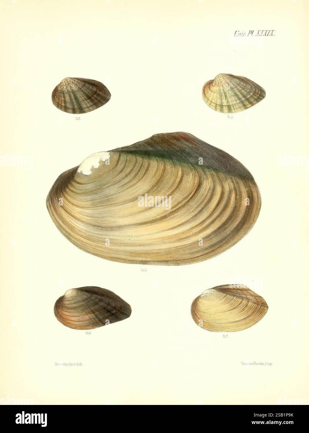 Four smaller variations hi-res stock photography and images - Alamy