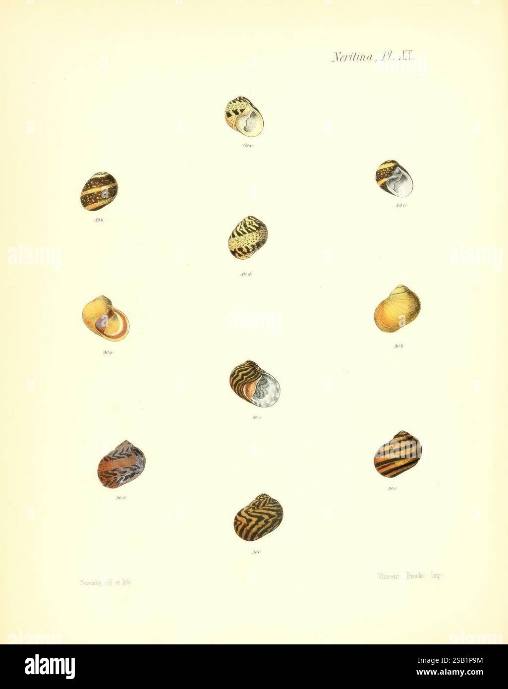 Exhibit diverse markings hi-res stock photography and images - Alamy