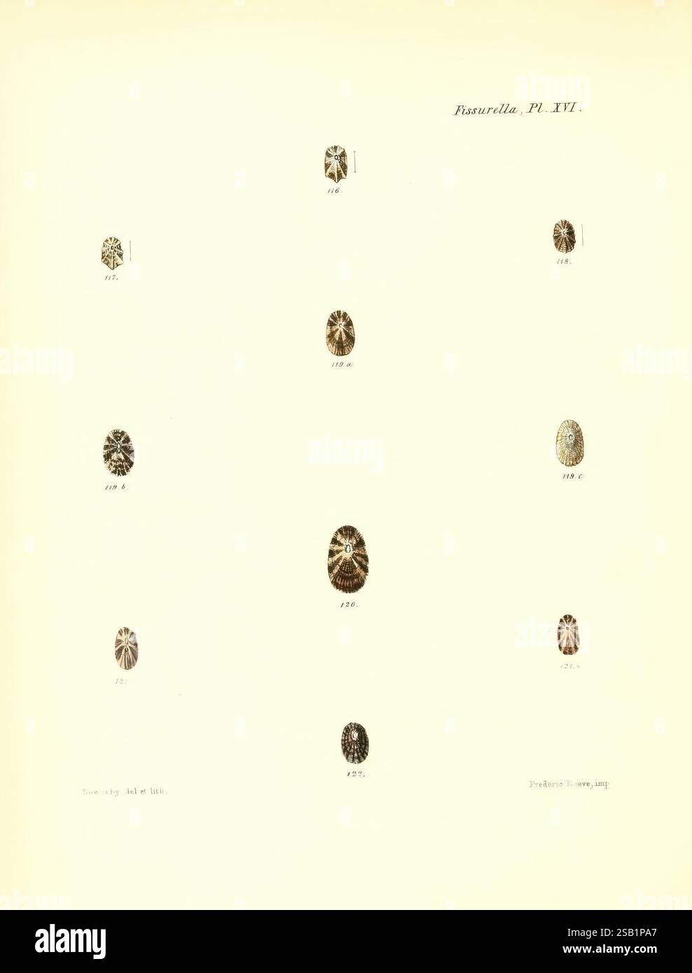 Various illustrated specimens showcasing hi-res stock photography and ...