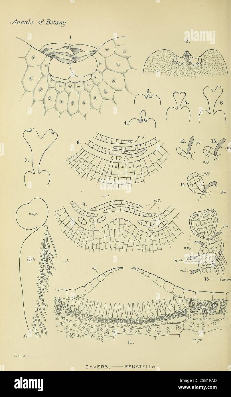 Annals of botany, London, botany, periodicals, plants., A collection of ...