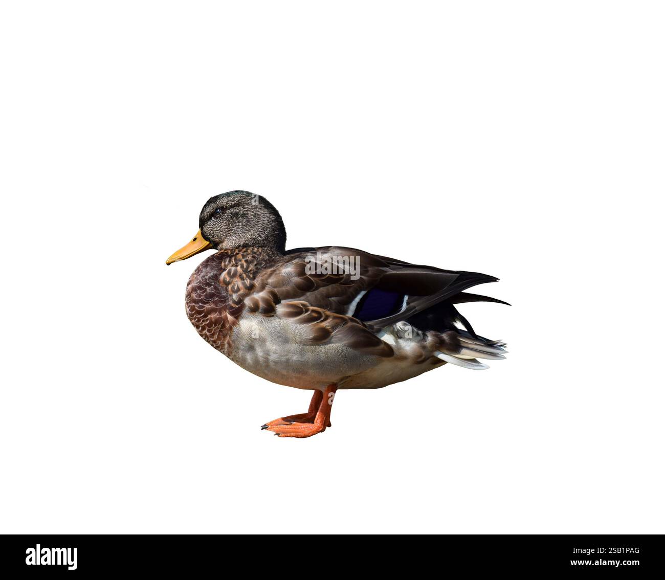 Side portrait of mallard duck standing isolated cutout white Stock ...